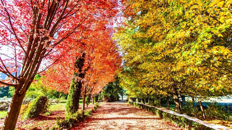 Luxury Meets Adventure: Exploring Bright, Australia's Top Attractions ...