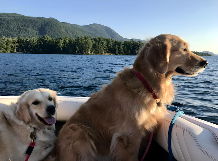 Paws, Pines & Pure Indulgence: The Luxe Way to Travel with Your Dog in ...