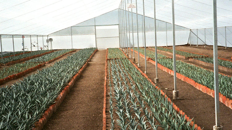 Mezcales Casa Armando Celebrates LLA Recognition
